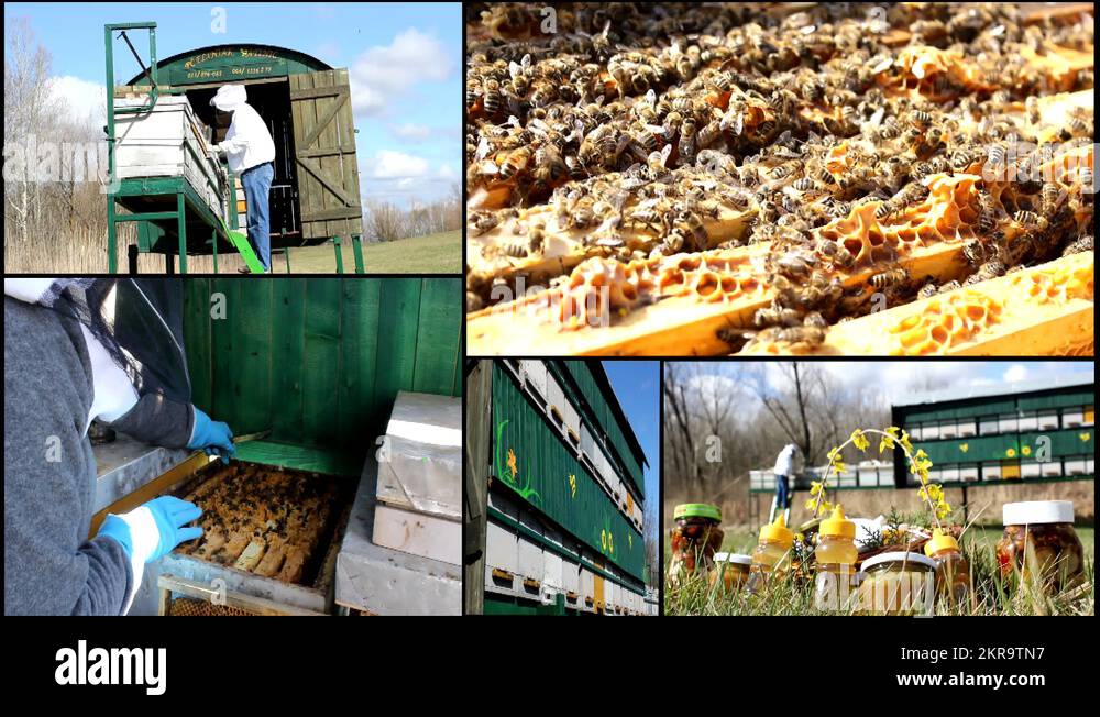 Bees And Hives ,Multiscreen ..bees in apiary,beehive,Beekeeper Stock ...