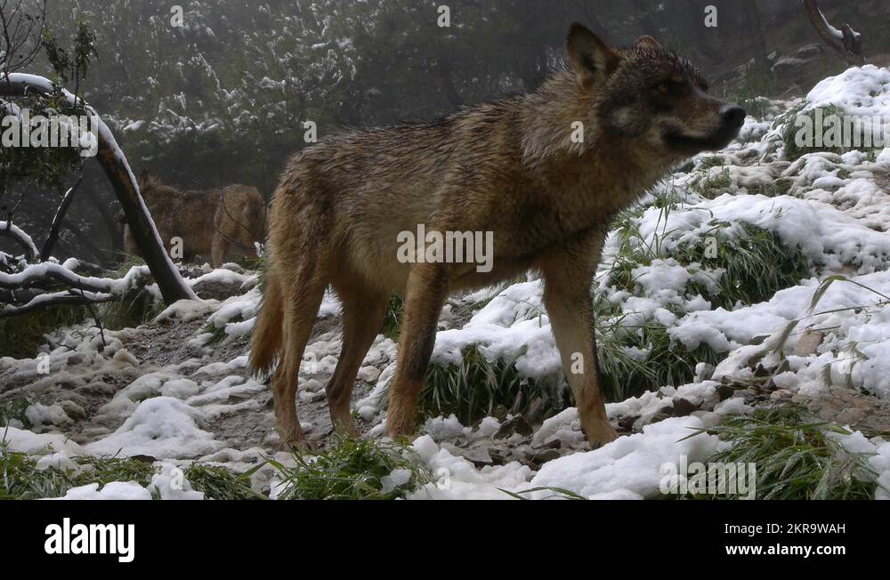 European black wolf Stock Videos & Footage - HD and 4K Video Clips - Alamy