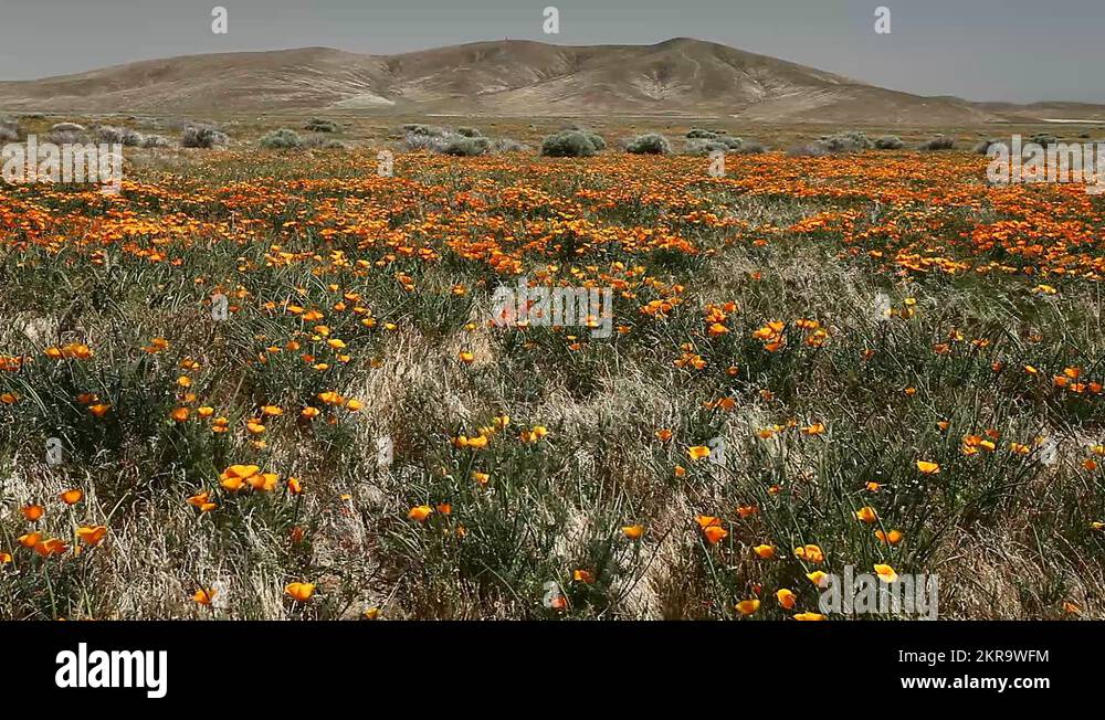 Desert spring blooms Stock Videos & Footage - HD and 4K Video Clips - Alamy