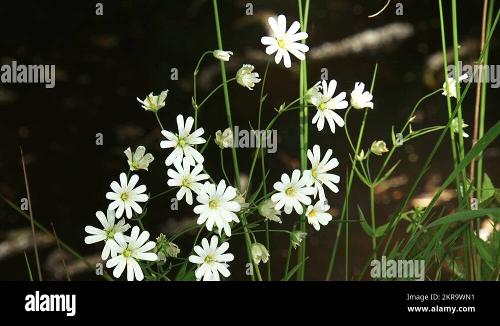 White chickweed flower Stock Videos & Footage - HD and 4K Video Clips ...