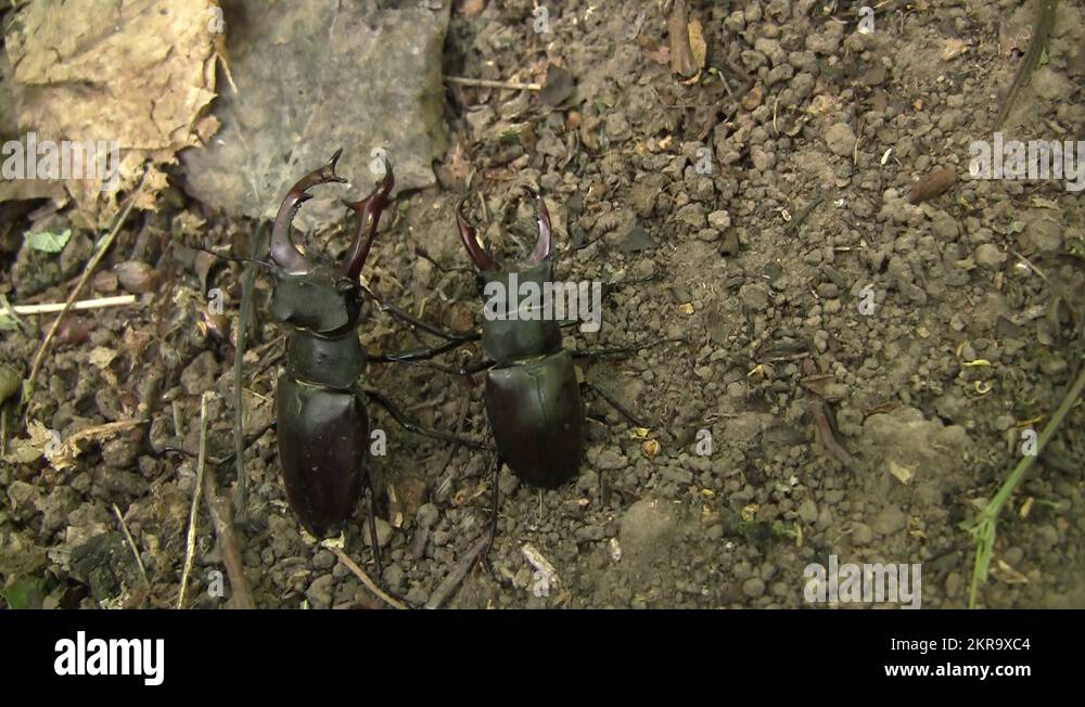 Stag beetles (Lucanus cervus) males standing and then creeping along ...