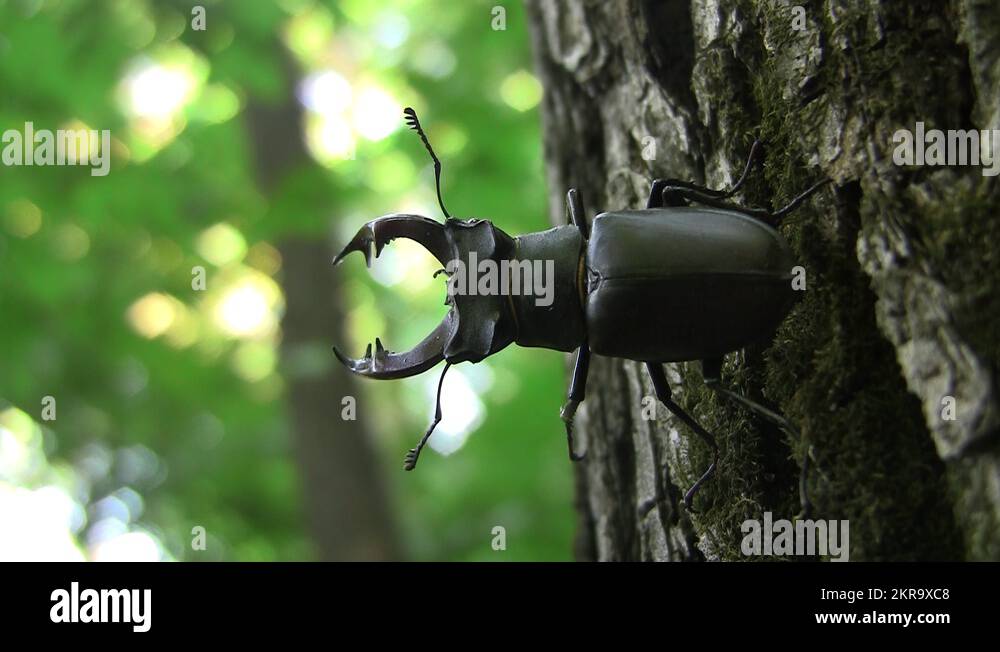 Stag beetle (Lucanus cervus) male standing in the threatening posture ...
