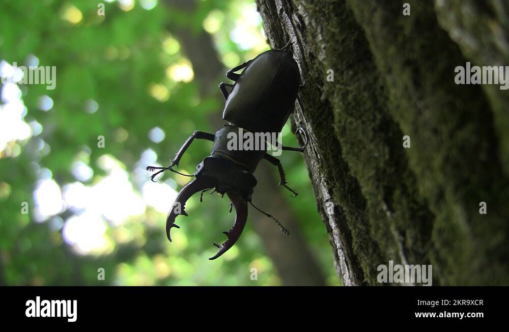 Stag beetle (Lucanus cervus) male standing in the threatening posture ...