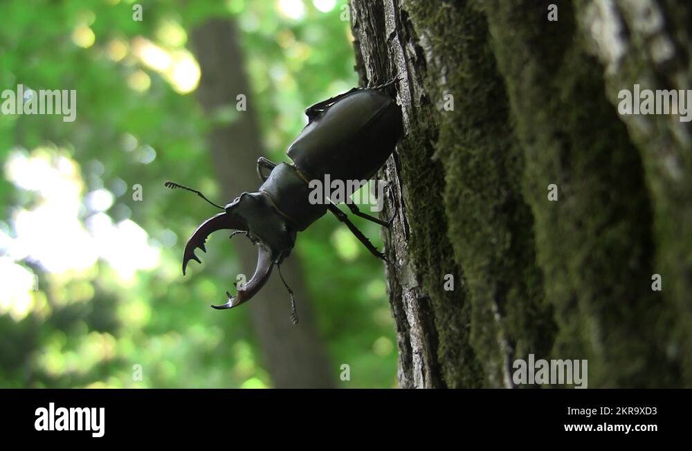 Stag beetle (Lucanus cervus) male standing in the threatening posture ...
