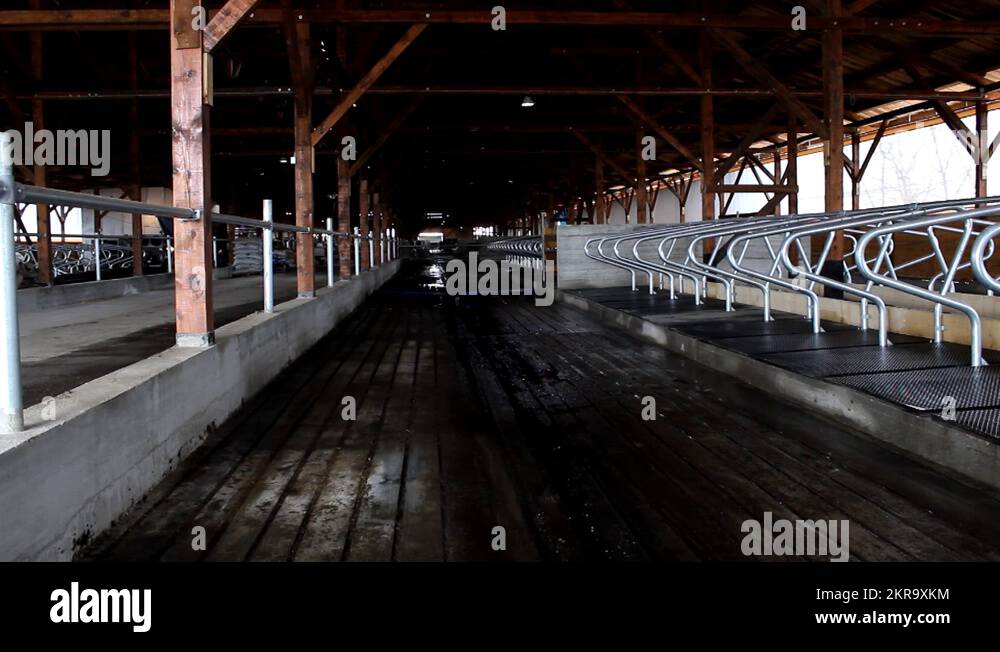 big empty farm for Dairy cows in the stable Stock Video Footage - Alamy