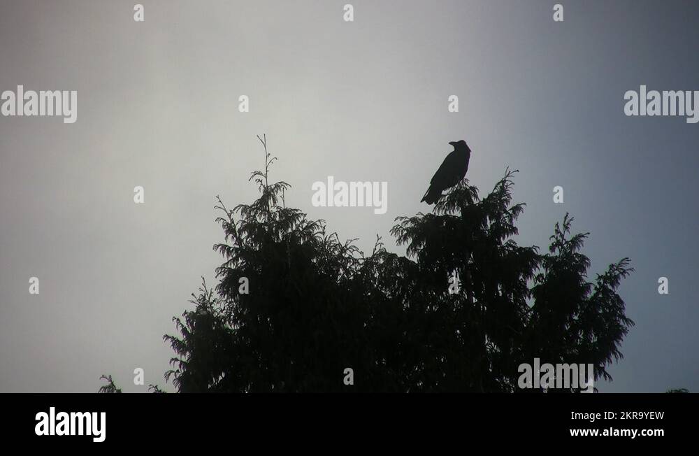 Scary crow Stock Videos & Footage - HD and 4K Video Clips - Alamy