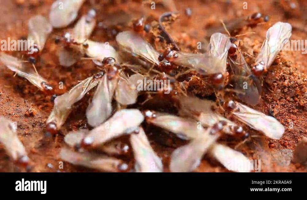 Reproduction of ants Stock Videos & Footage - HD and 4K Video Clips - Alamy