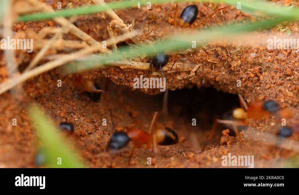 Worker ants nest Stock Videos & Footage - HD and 4K Video Clips - Alamy