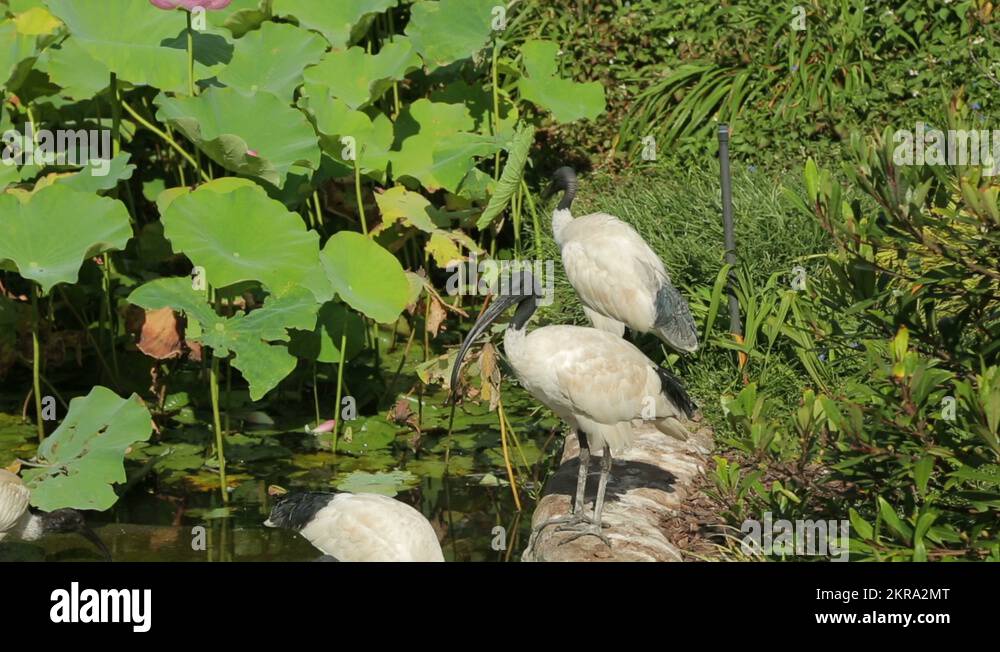 Common white ibis Stock Videos & Footage - HD and 4K Video Clips - Alamy