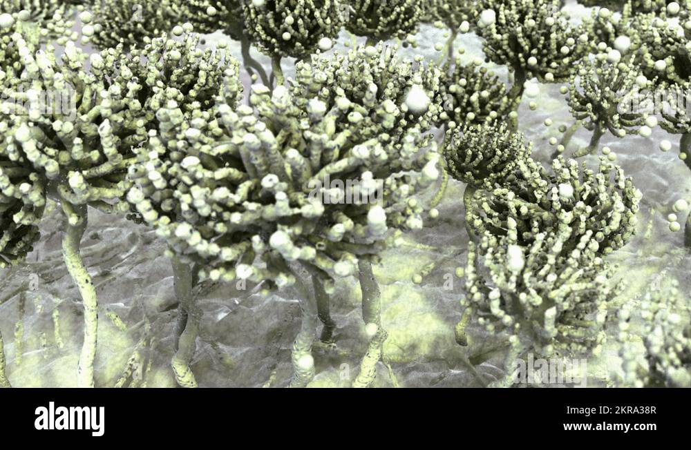 Animation of a close-up of Aspergillus mould. Aspergillus is a common ...