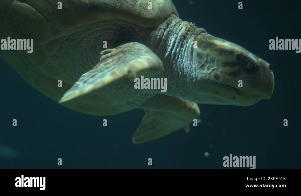 sea turtle swimming at night Stock Video Footage - Alamy
