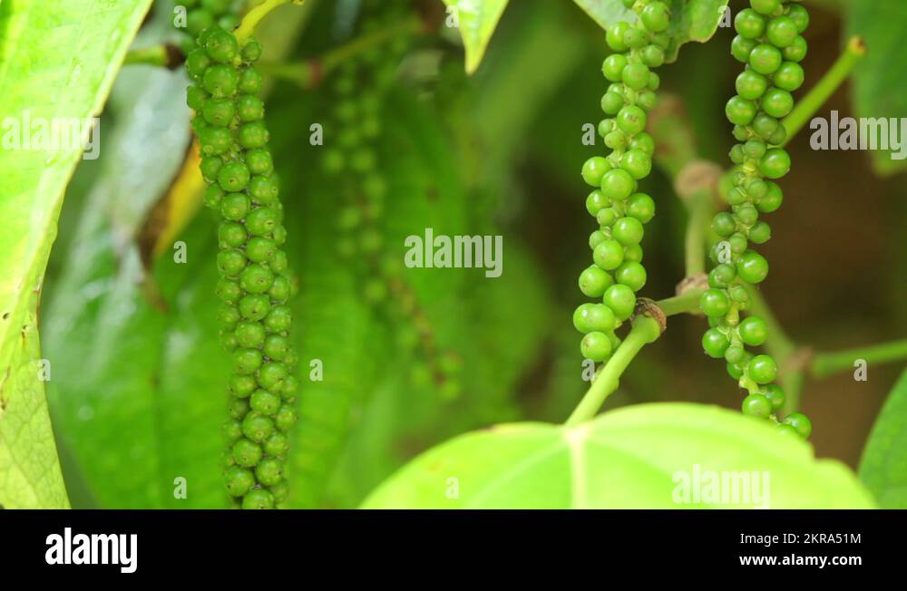 Pepper green india Stock Videos & Footage - HD and 4K Video Clips - Alamy