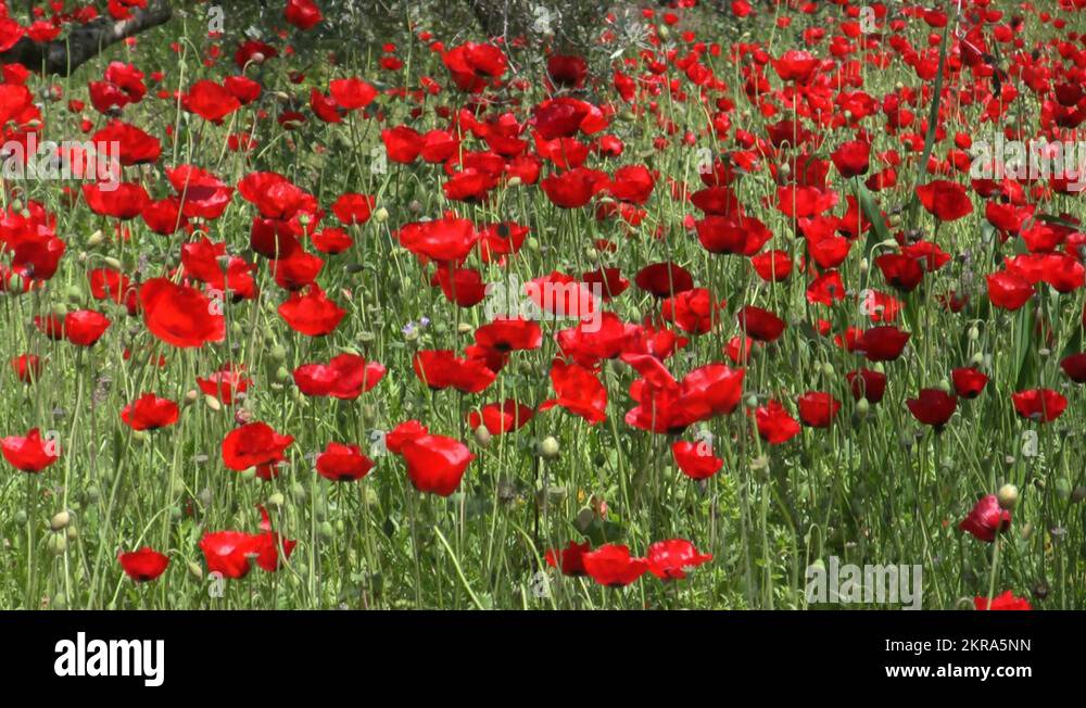 Poppy wild not stockimo Stock Videos & Footage - HD and 4K Video Clips ...