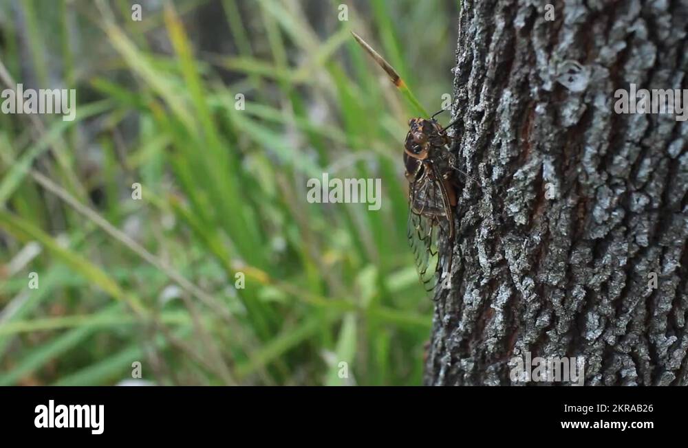 Australian produces Stock Videos & Footage - HD and 4K Video Clips - Alamy