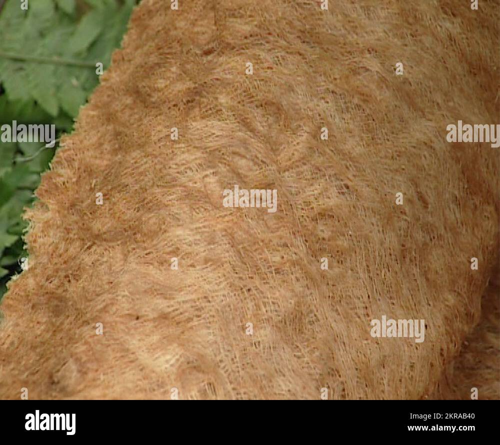 Lacandon men making bark paper of the amate tree.Traditional Mayan ...