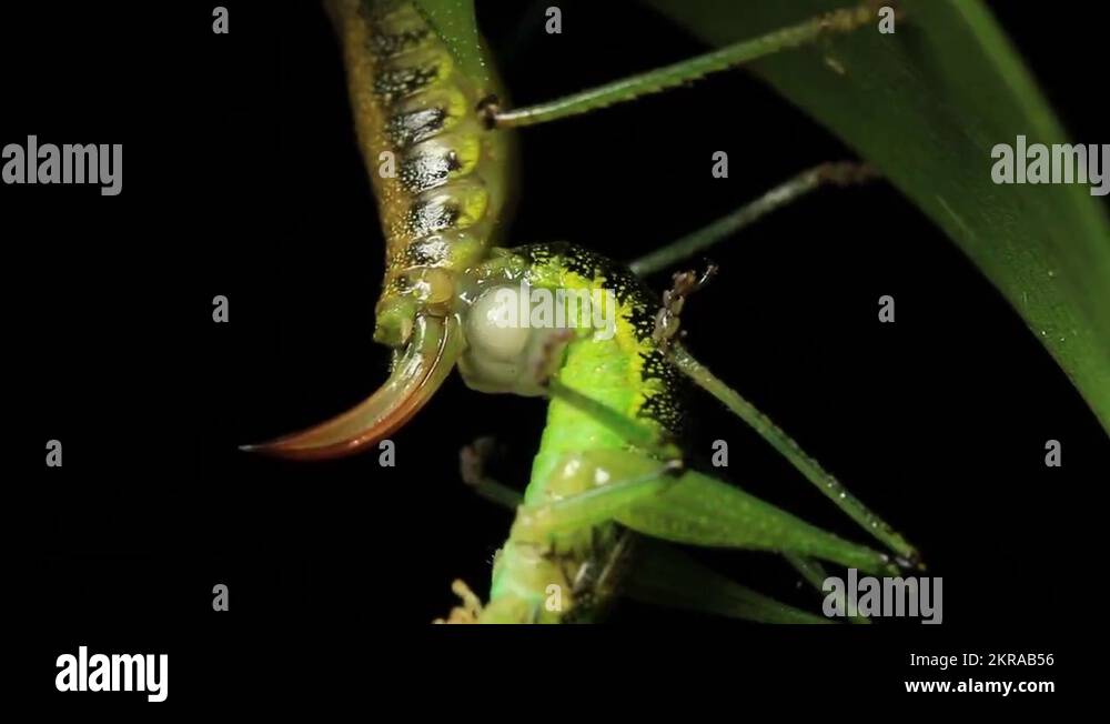 Grasshopper mating insect Stock Videos & Footage - HD and 4K Video ...