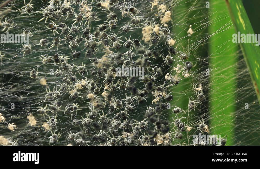 Spiders in web Stock Videos & Footage - HD and 4K Video Clips - Alamy