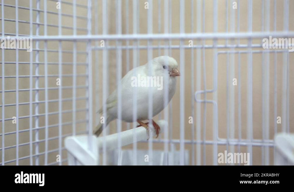 White canary Stock Videos & Footage - HD and 4K Video Clips - Alamy