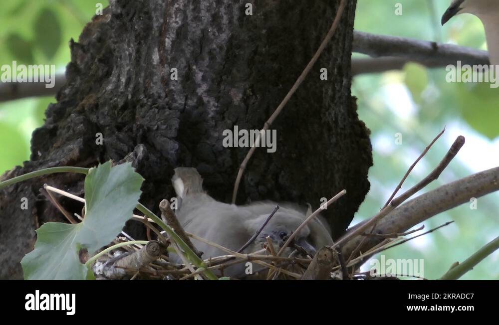 Collared dove nest Stock Videos & Footage - HD and 4K Video Clips - Alamy