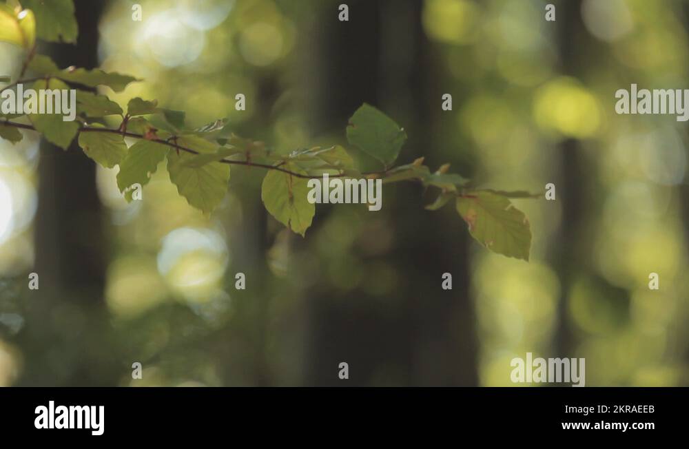 Wind shift Stock Videos & Footage - HD and 4K Video Clips - Alamy