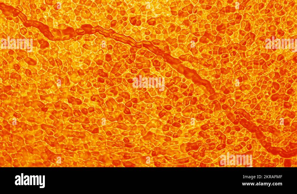 Biological structures Stock Videos & Footage - HD and 4K Video Clips ...