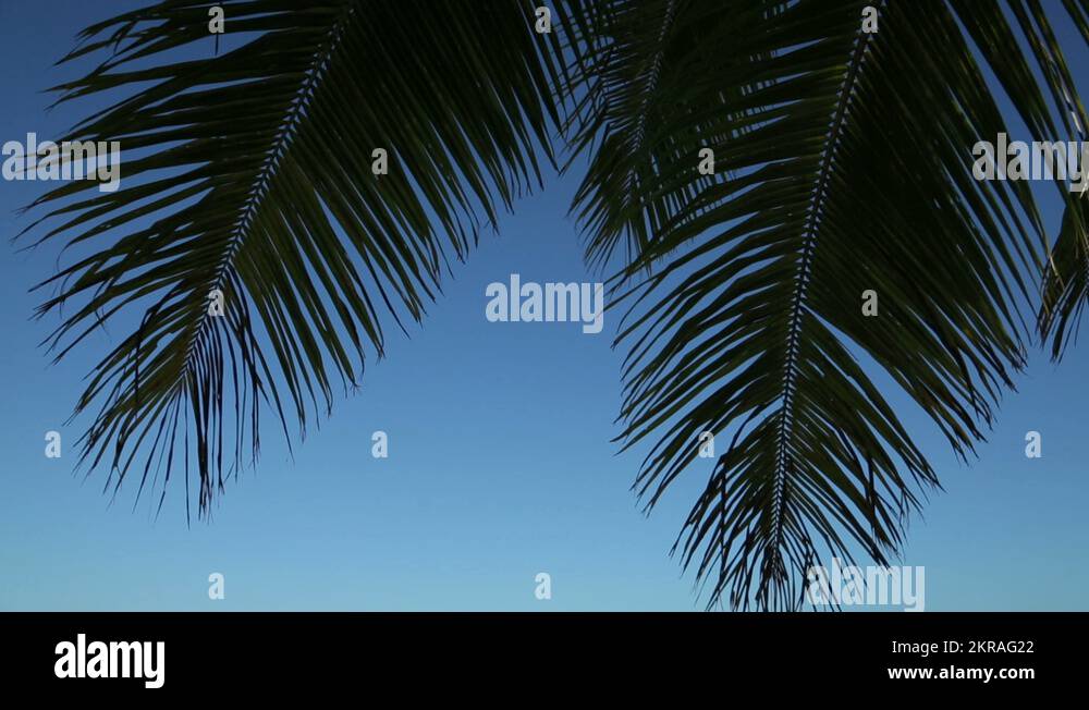 Wave palm tree Stock Videos & Footage - HD and 4K Video Clips - Alamy