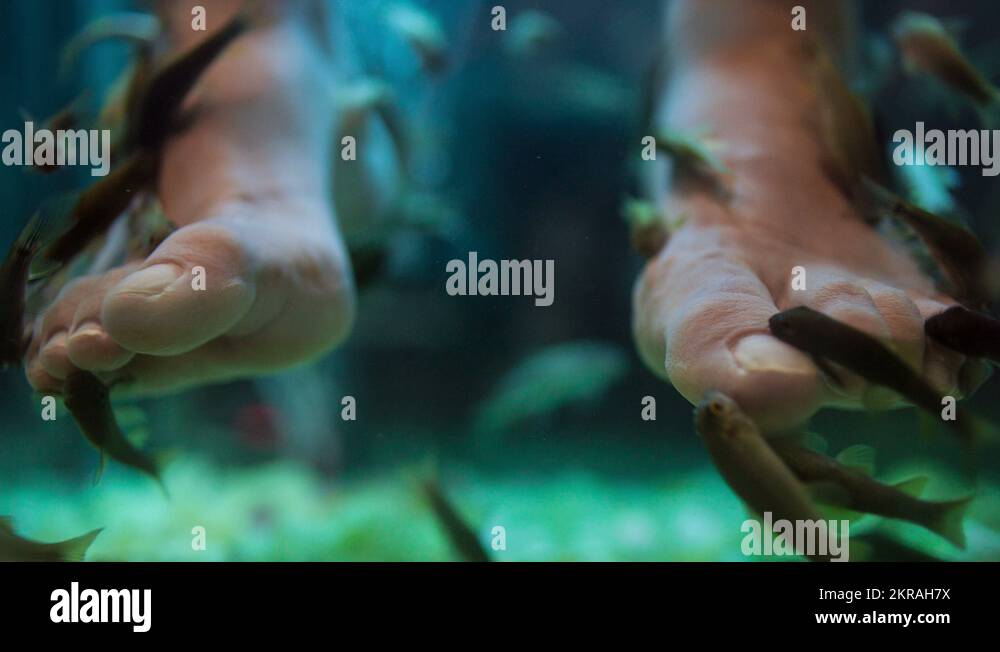 Kangal fish Stock Videos & Footage - HD and 4K Video Clips - Alamy