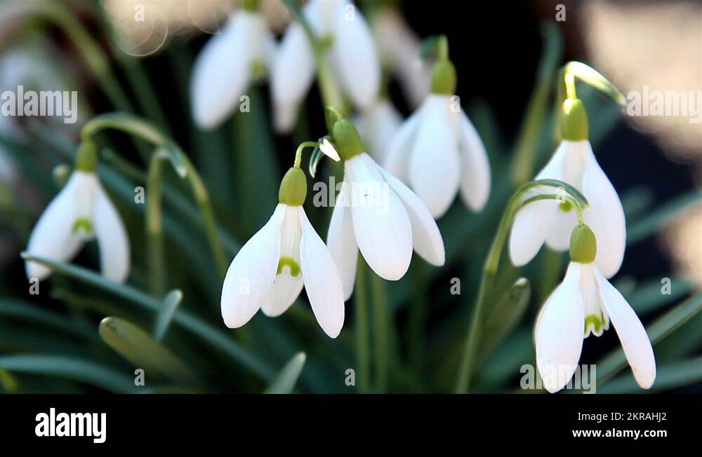 Plant budding Stock Videos & Footage - HD and 4K Video Clips - Alamy