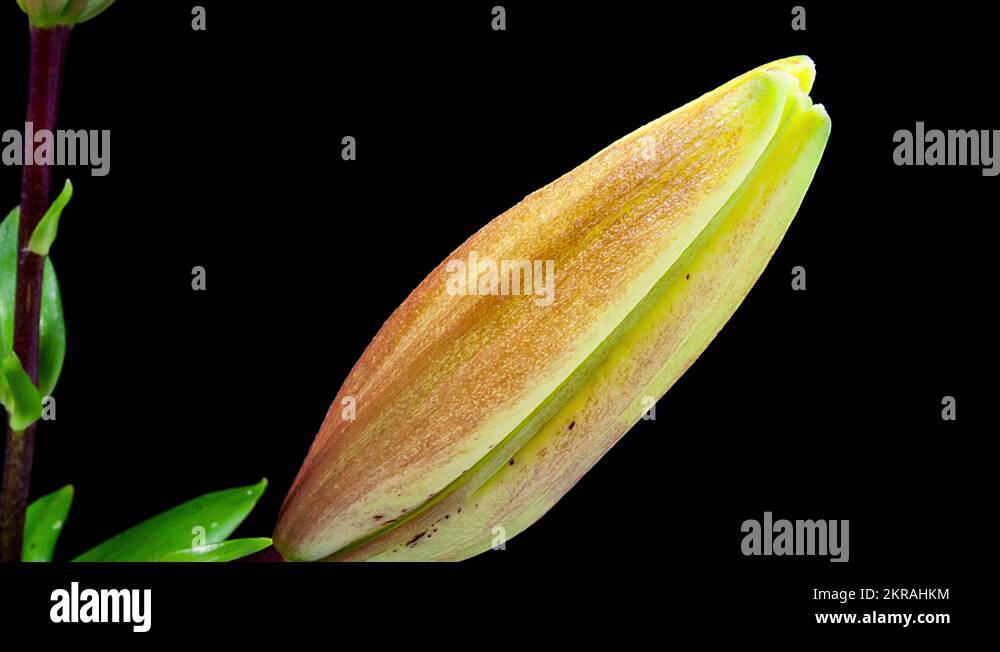Lily structure Stock Videos & Footage - HD and 4K Video Clips - Alamy