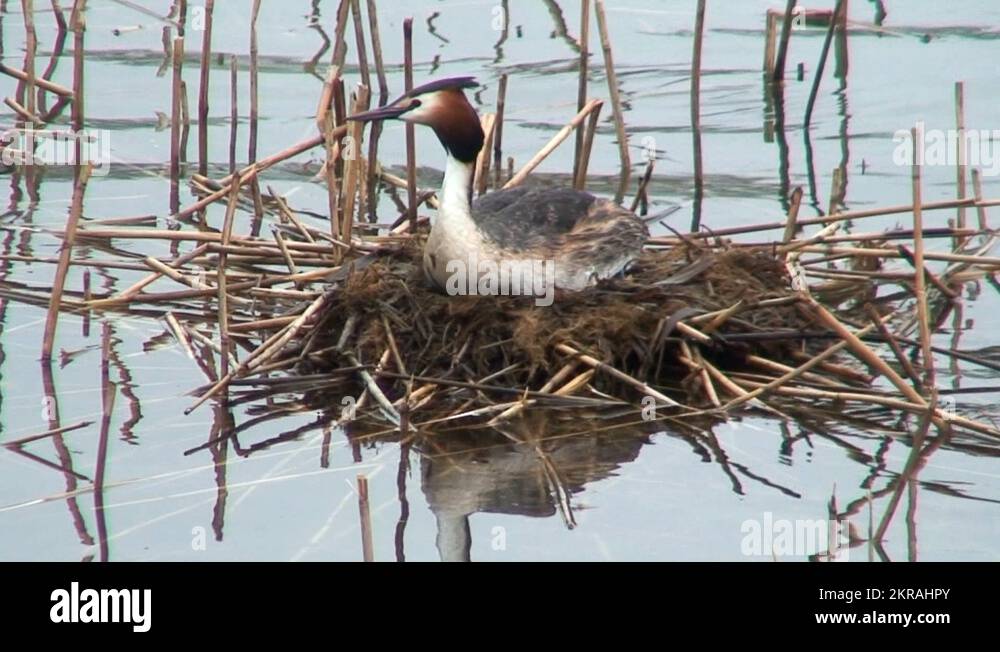 Floating bird nest Stock Videos & Footage - HD and 4K Video Clips - Alamy
