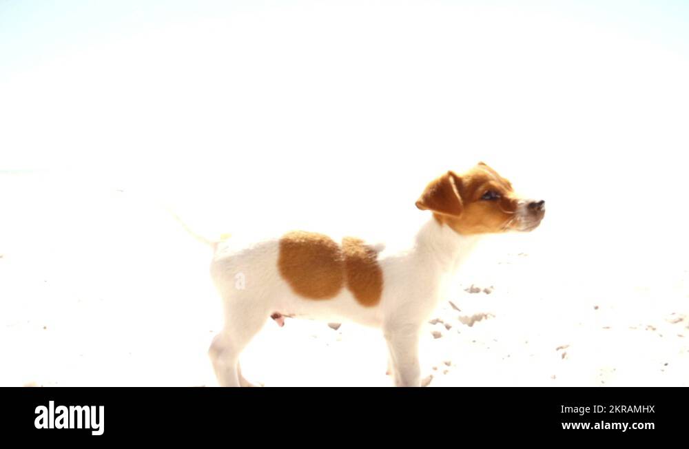 Fun puppy beach Stock Videos & Footage - HD and 4K Video Clips - Alamy