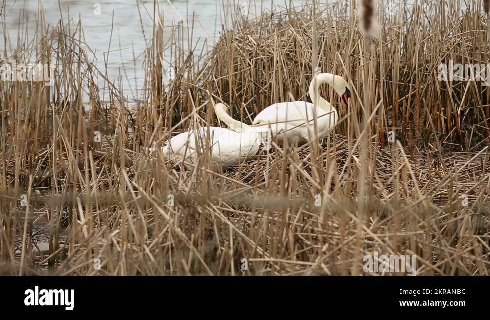 Cattail marsh nest Stock Videos & Footage - HD and 4K Video Clips - Alamy Cattail marsh nest Stock Videos & Footage - HD and 4K Video Clips - Alamy