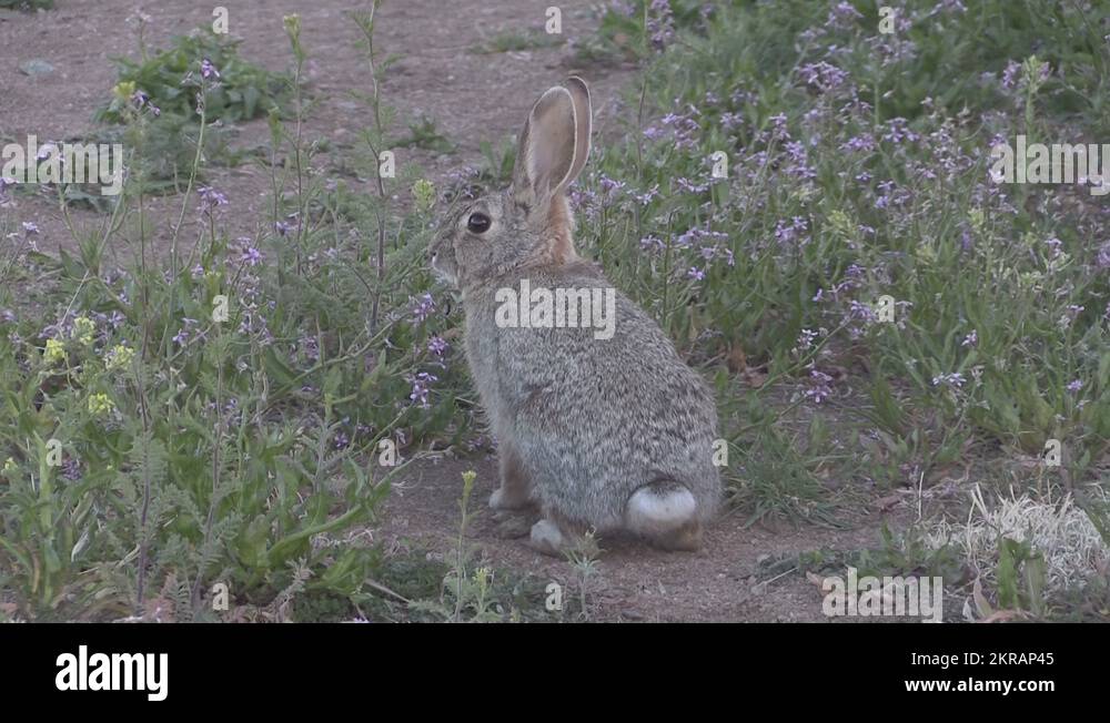 Alert rabbit Stock Videos & Footage - HD and 4K Video Clips - Alamy