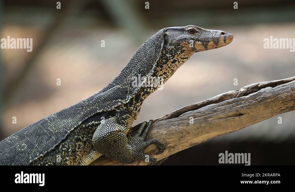 Varanus lizard Stock Videos & Footage - HD and 4K Video Clips - Alamy