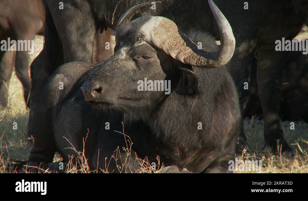Sitting buffalo Stock Videos & Footage - HD and 4K Video Clips - Alamy