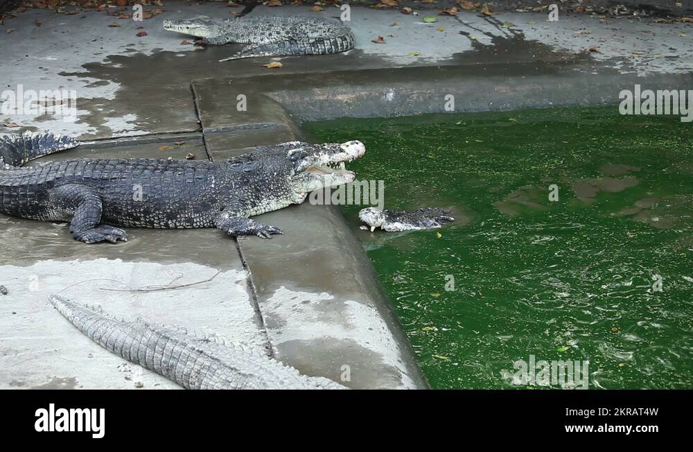 Crocodile fight Stock Videos & Footage - HD and 4K Video Clips - Alamy