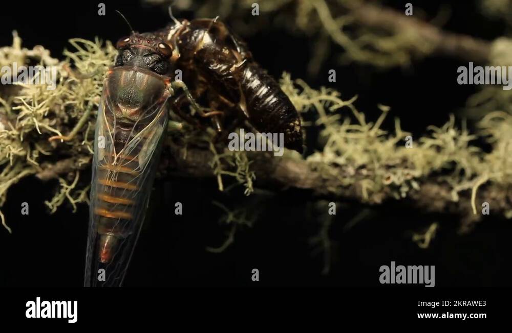 Cicada- Golden Twanger, Diemeniana euronotiana Stock Video Footage - Alamy
