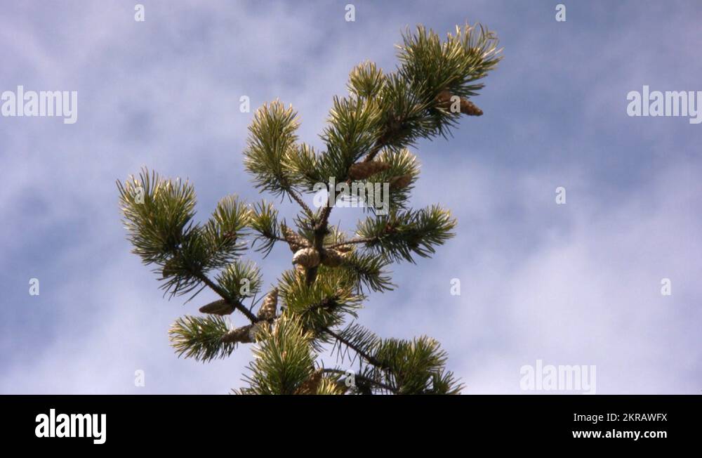 Cloud pine tree Stock Videos & Footage - HD and 4K Video Clips - Alamy