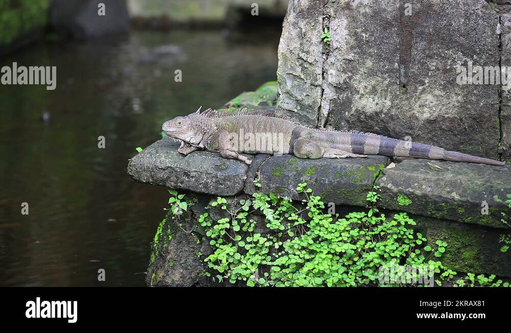 Reptile reptilian lizard fauna Stock Videos & Footage - HD and 4K Video ...