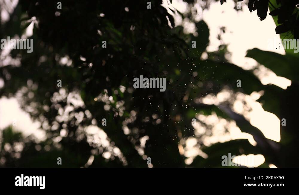 Insects flying together Stock Videos & Footage - HD and 4K Video Clips ...