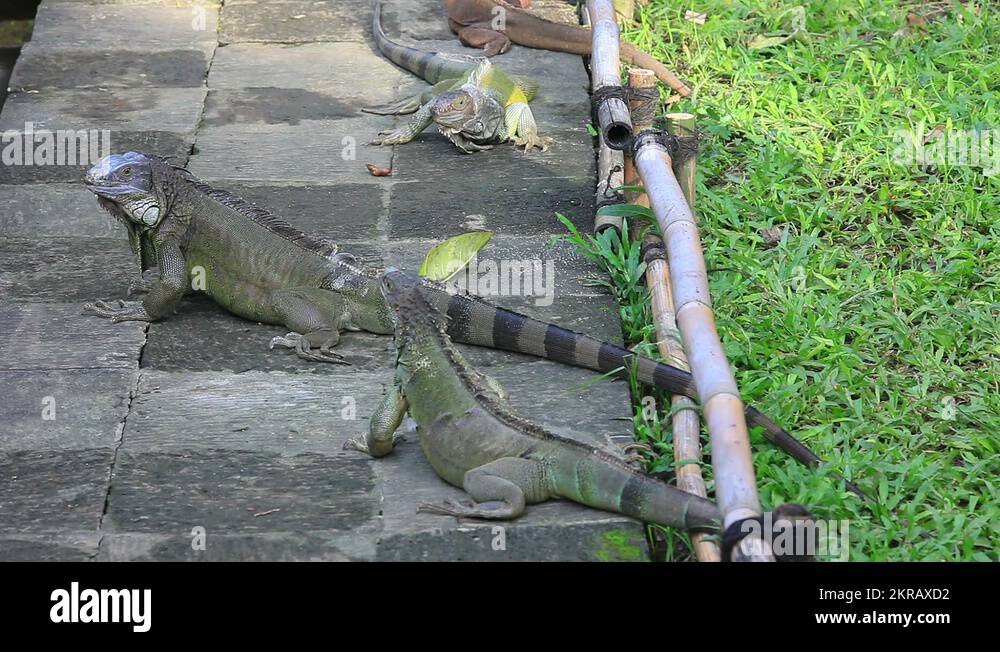 Group lizards Stock Videos & Footage - HD and 4K Video Clips - Alamy