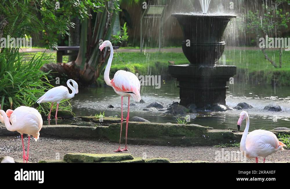 Animal water feature Stock Videos & Footage - HD and 4K Video Clips - Alamy