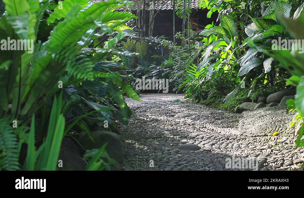 Tropical forest rainforest trees leaves park background pathway path ...