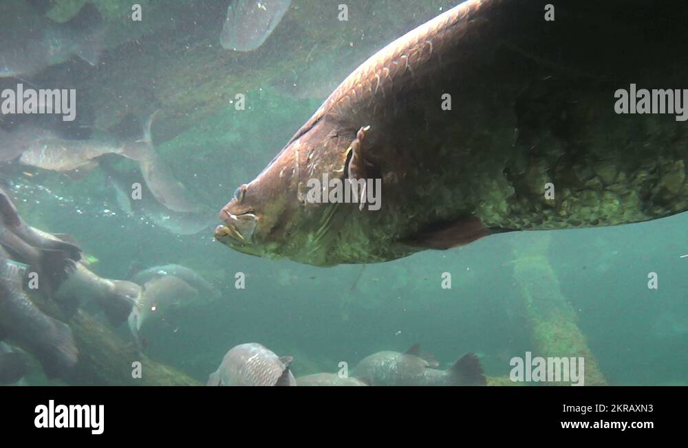Barramundi fish underwater Stock Videos & Footage - HD and 4K Video ...
