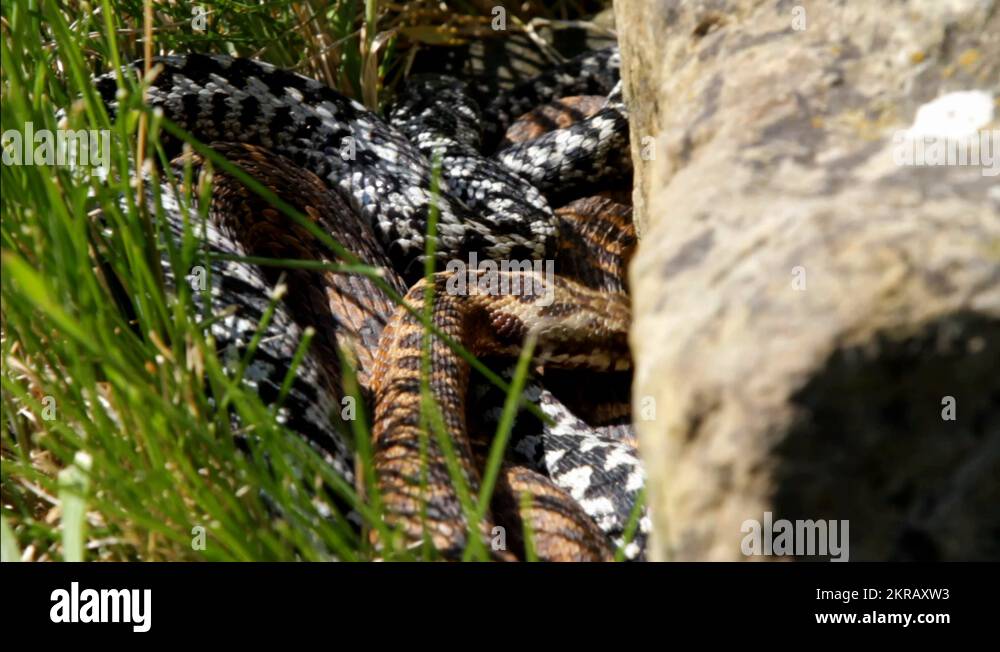Male adder in grass Stock Videos & Footage - HD and 4K Video Clips - Alamy
