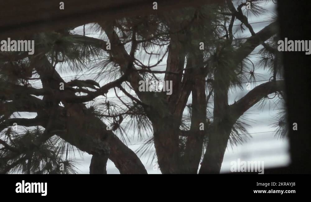 Tree through blinds Stock Videos & Footage - HD and 4K Video Clips - Alamy