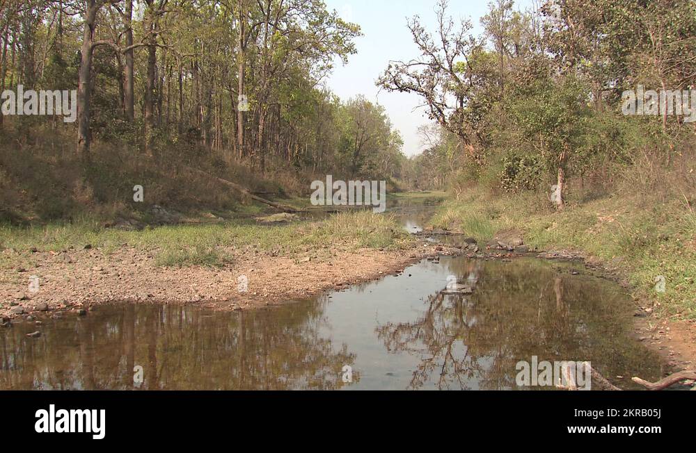 Kanha national park tiger Stock Videos & Footage - HD and 4K Video ...