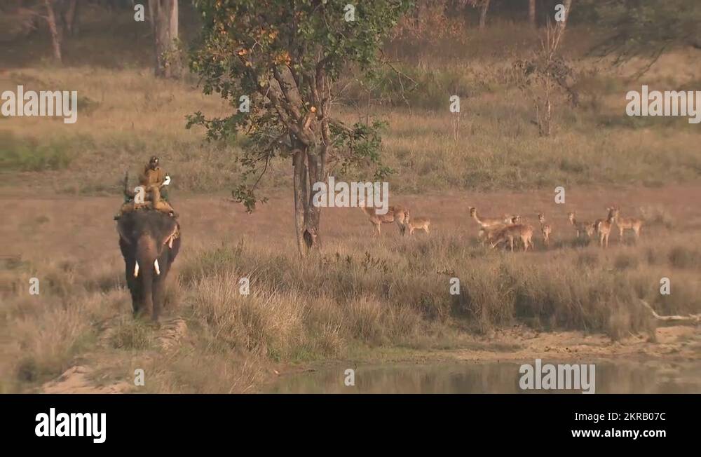 Forest Ranger Riding an Elephant at Kanha Tiger Reserve Stock Video ...
