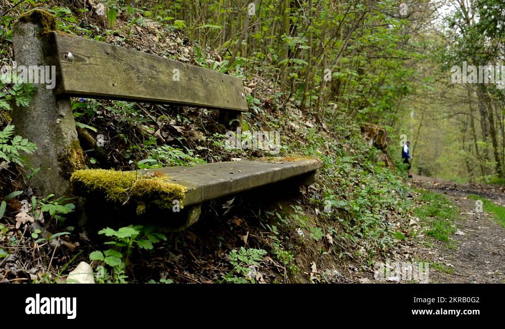 Forest path overgrown with green grass Stock Videos & Footage - HD and ...