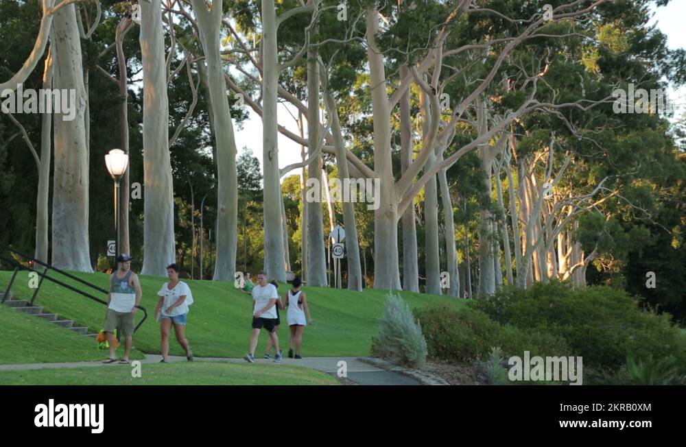 Gum trees australia Stock Videos & Footage - HD and 4K Video Clips - Alamy